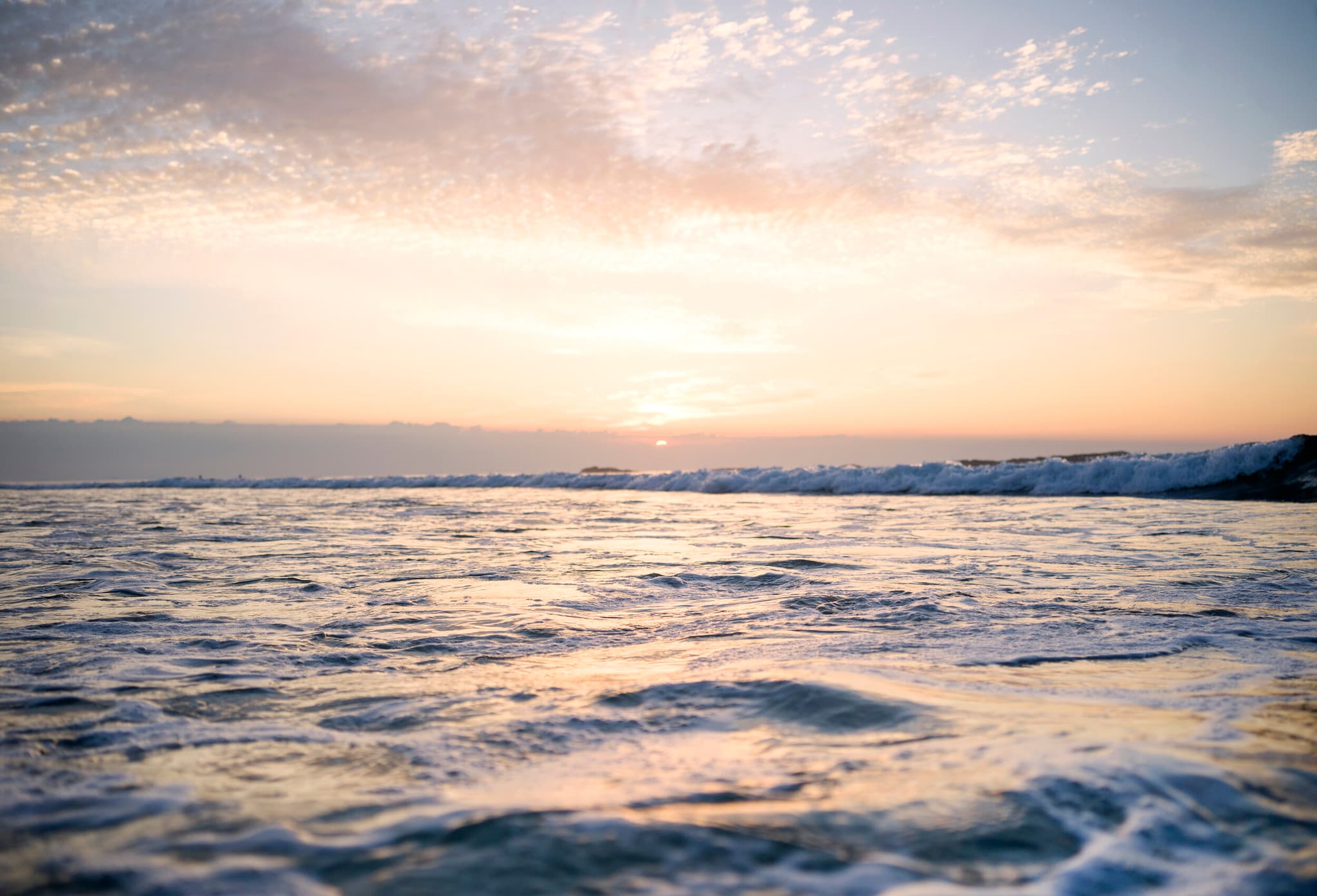 Zostera | Lacada Brewery Blog | Lacada Brewery